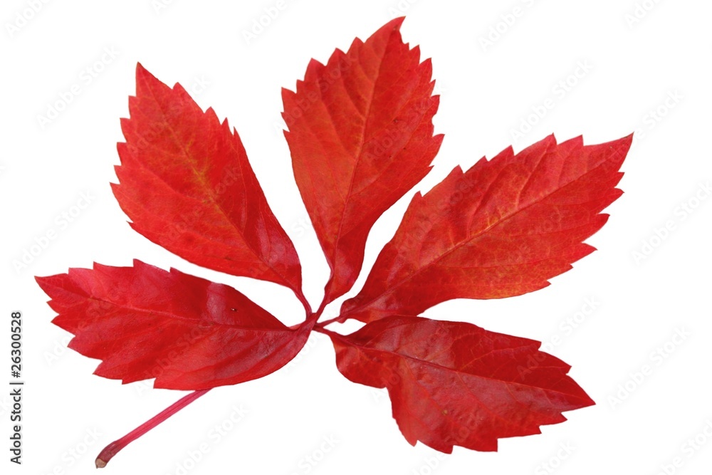 Herbstblatt auf dem weißen hintergrund isoliert Stock Photo | Adobe Stock
