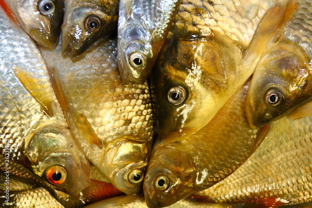 Freshly caught river fishes of various killifish species Stock Photo ...