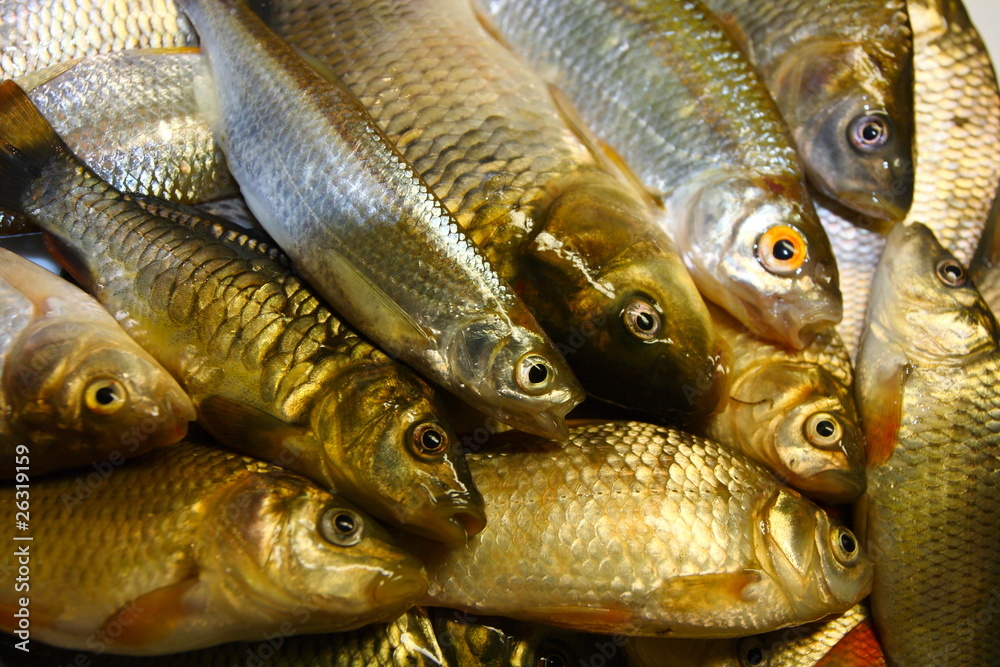 Freshly caught river fishes of various killifish species Stock Photo ...