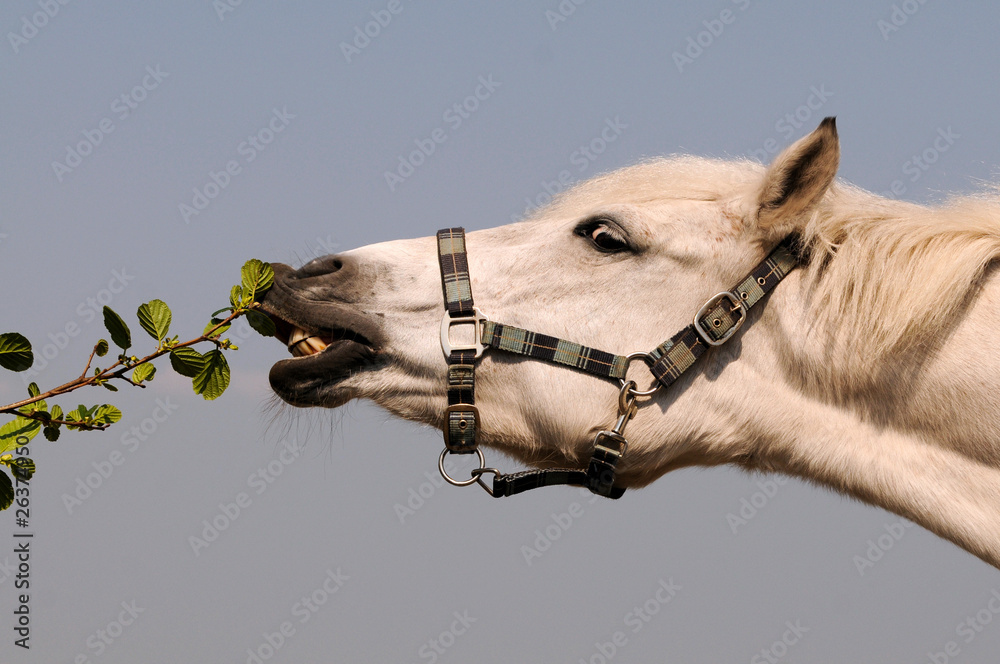 Weisses Pferd Frisst Stock-Foto | Adobe Stock