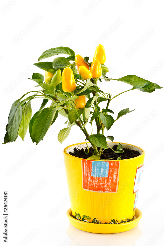 Capsicum Stock Photo | Adobe Stock