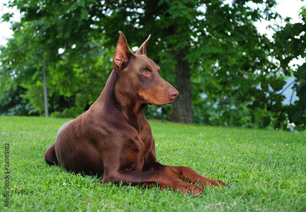 Foto Stock Cane Dobermann Marrone DOG Brown dobermann | Adobe Stock