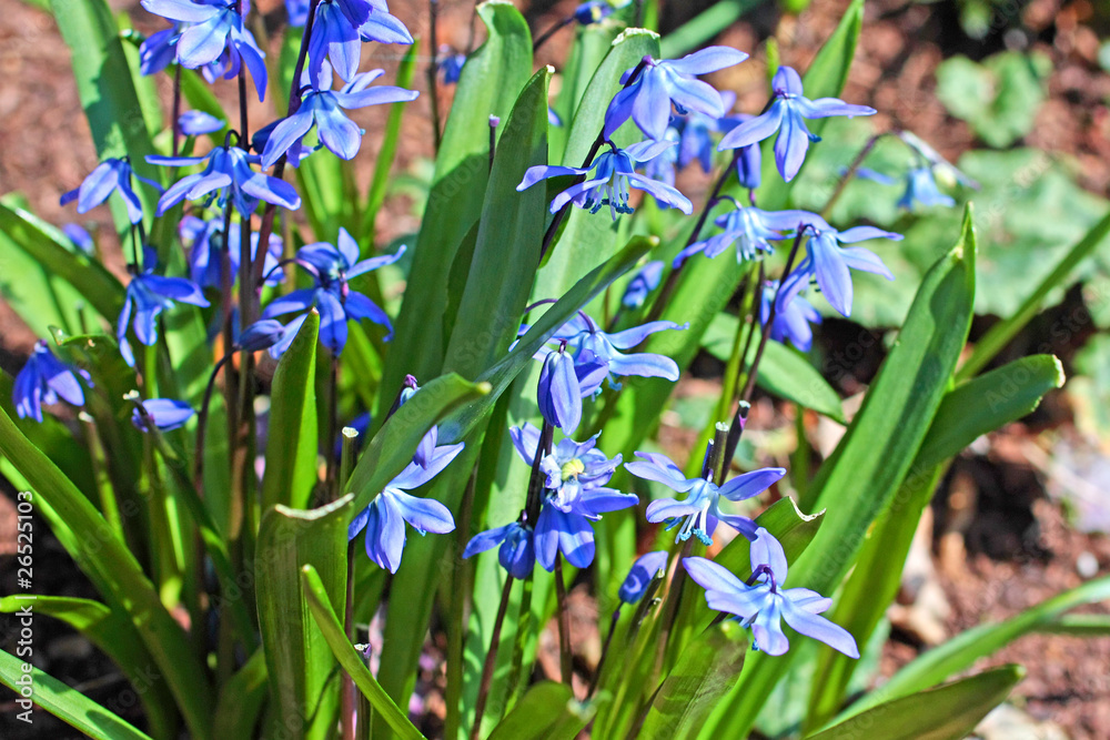 Blue spring flowers Stock Photo | Adobe Stock