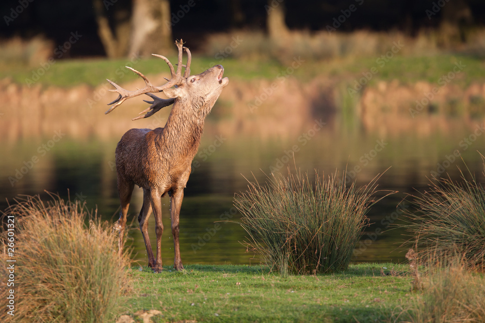 cerf brame bois cri mâle cervidé eau étang territoire rivalit Stock ...