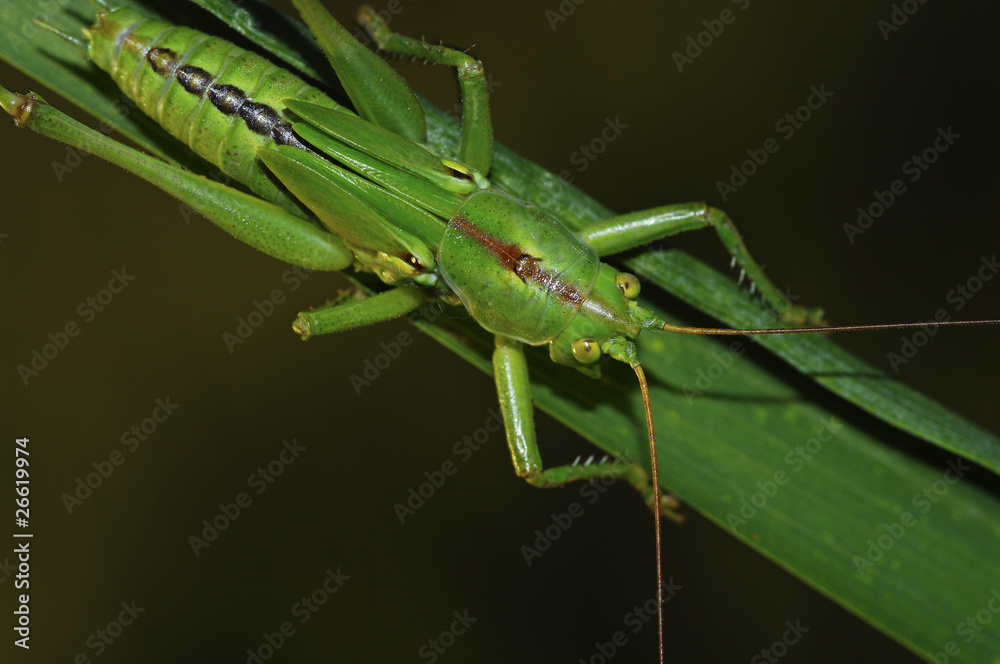 Foto Stock Macro grillo verde | Adobe Stock