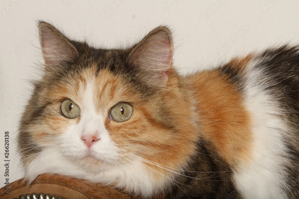 Calico Siberian Forest Cat