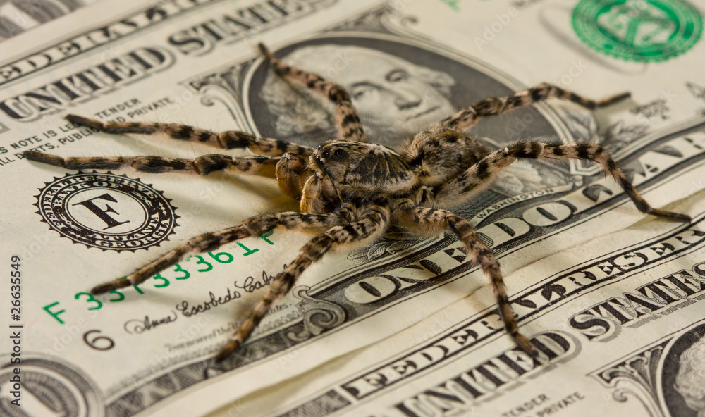 Spider creepy on bank notes, money and danger concept Stock Photo ...