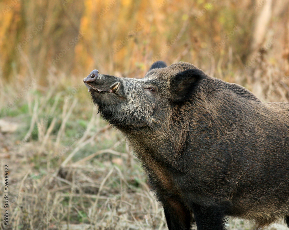 sus scrofa ferus foto de Stock | Adobe Stock