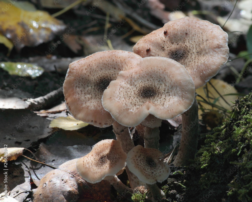 champignons Stock Photo | Adobe Stock