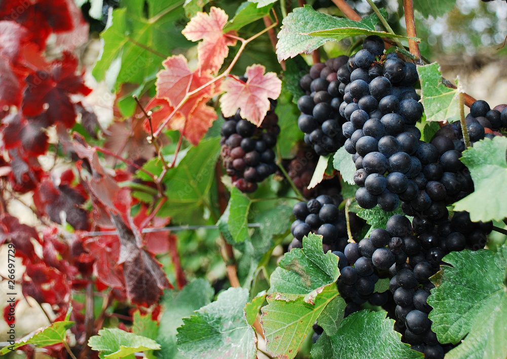 Blaue Weinbeere q. Stock Photo | Adobe Stock