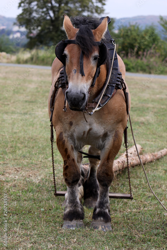 Ardenner Pferd beim Holzrücken Stock-Foto | Adobe Stock
