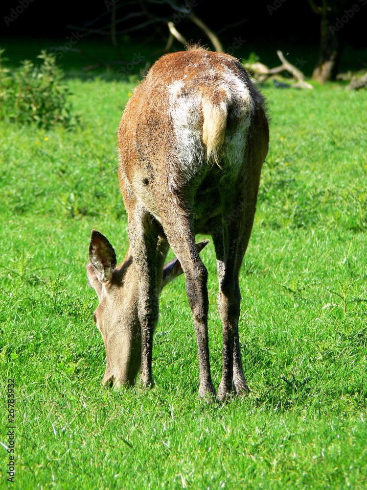 Unaufmerksame Hirschkuh Stock-Foto | Adobe Stock
