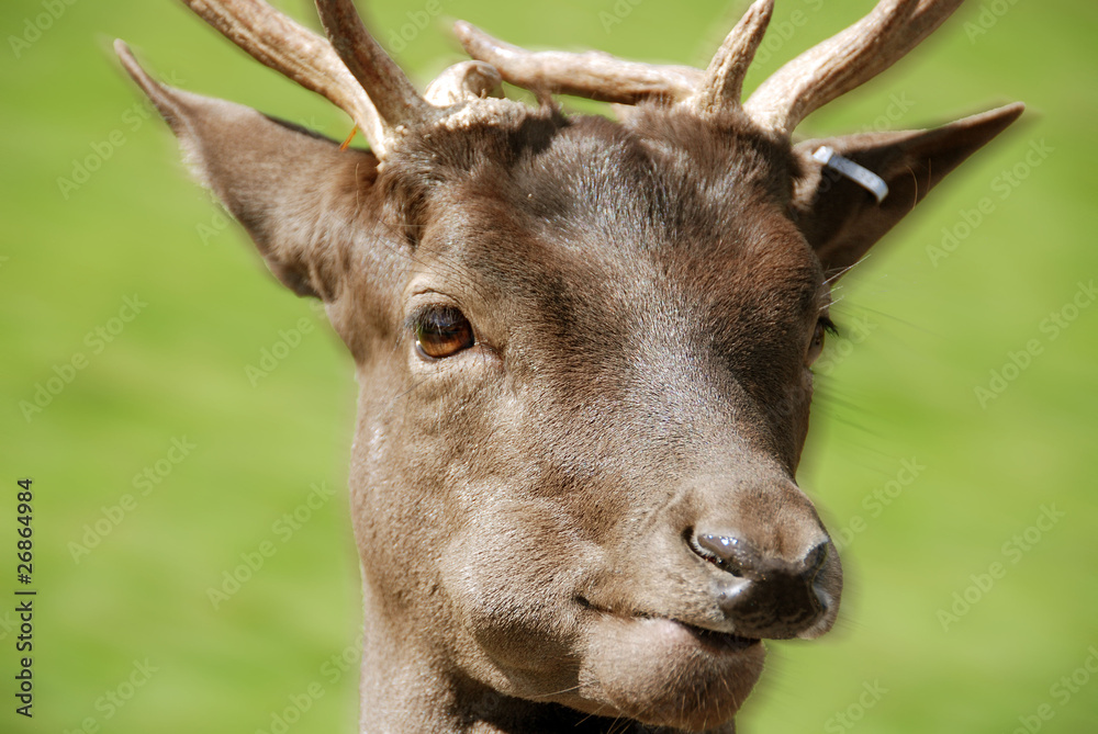 Pere David's deer (Elaphurus davidianus), also known as the milu or ...