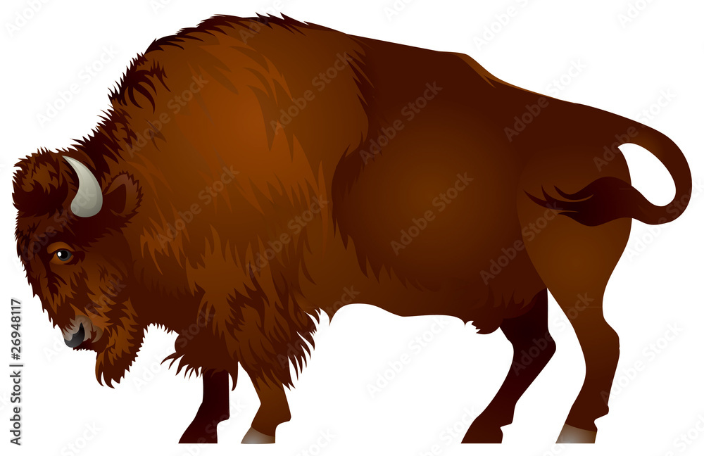 Bison Stock Vector | Adobe Stock