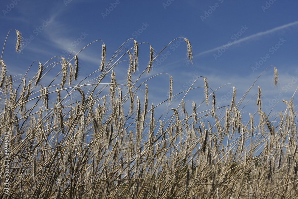 Roggenfeld im Sommer Stock-Foto | Adobe Stock