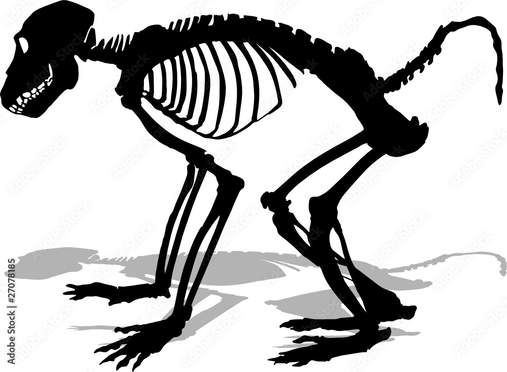 monkey skeleton vector Stock Vector | Adobe Stock
