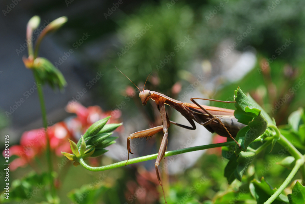 Praying Mantis Stock Photo | Adobe Stock