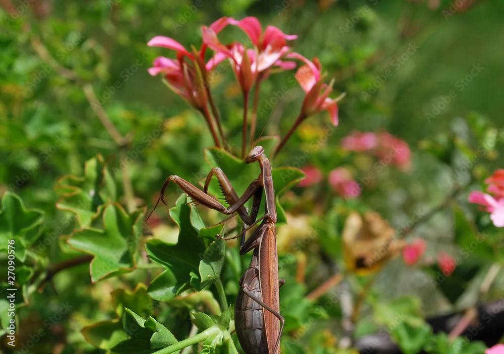Praying Mantis Stock Photo | Adobe Stock