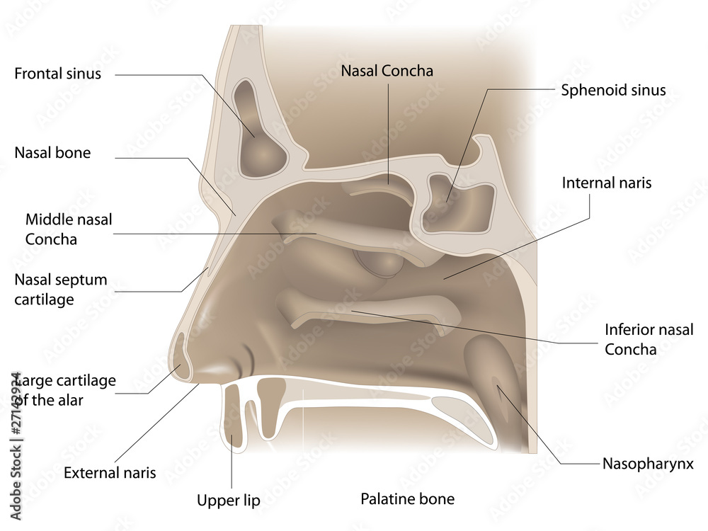 Vetor de nose anatomy do Stock | Adobe Stock