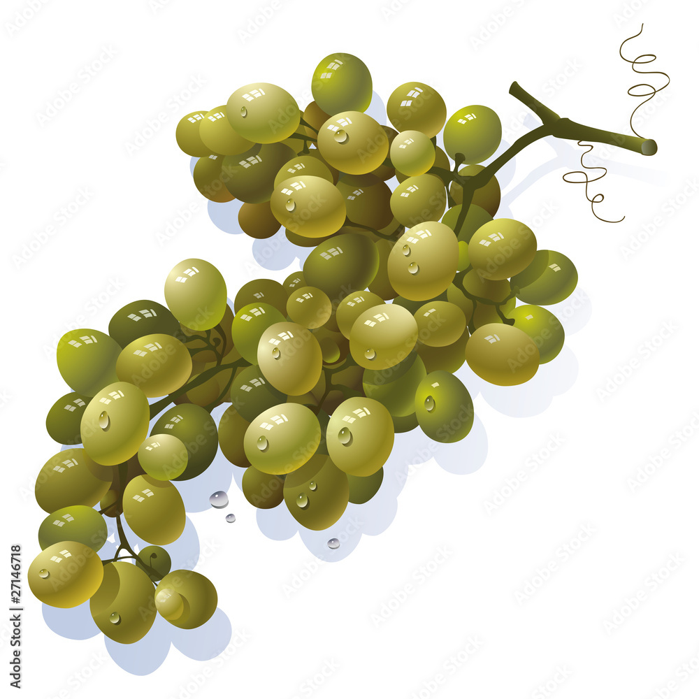 Vecteur Stock Grappe de raisin blanc | Adobe Stock