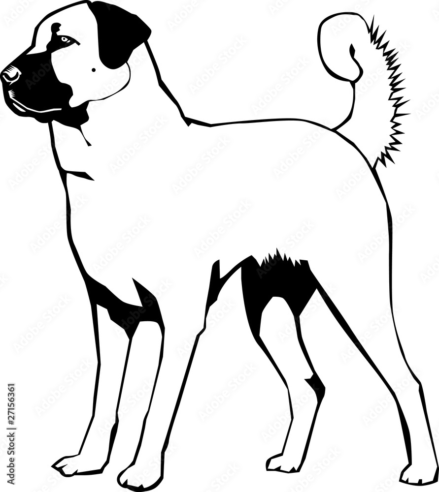 Anatolian Sheperd Dog vector Stock Vector | Adobe Stock