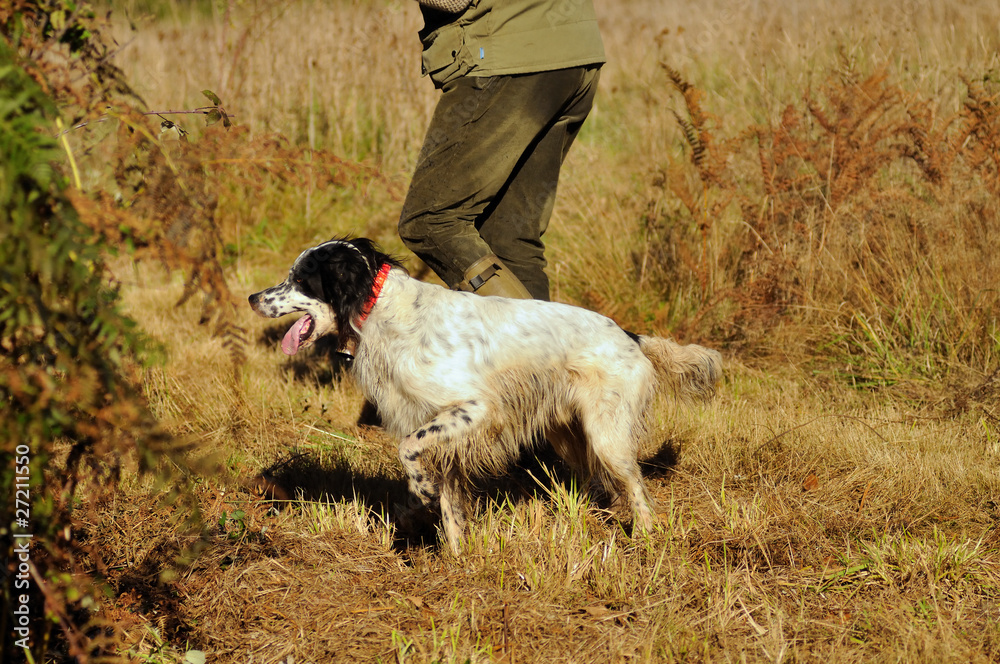 Foto de setter anglais à l'arrêt sur une bécasse do Stock | Adobe Stock