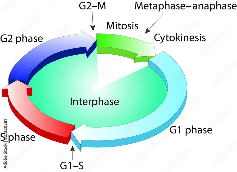CELL CYCLE Stock Vector | Adobe Stock