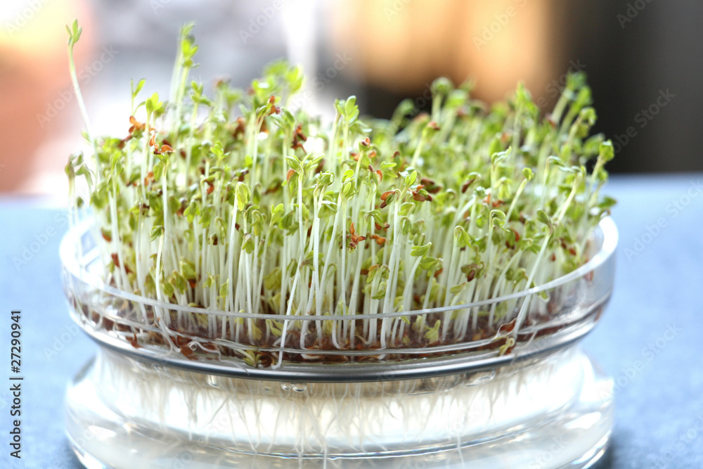 Graines de cresson alénois germées Photos | Adobe Stock