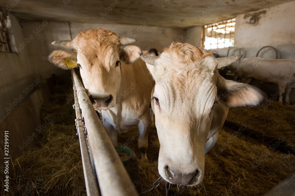 due bovini in stalla Stock Photo | Adobe Stock