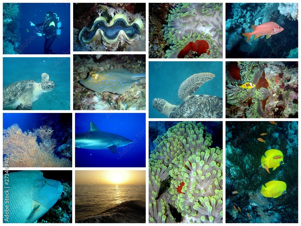 faune et flore mer rouge Egypte Stock Photo | Adobe Stock