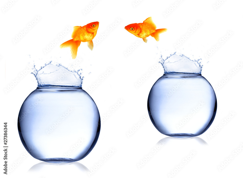 GOlden fish jumping from aquarium Stock Photo | Adobe Stock