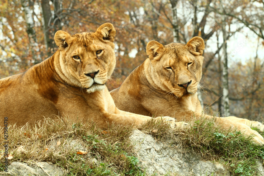 Foto Stock leonesse | Adobe Stock