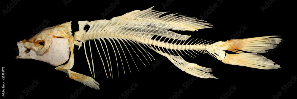 Isolated carp (Cyprinus carpio) skeleton on a black background Stock ...