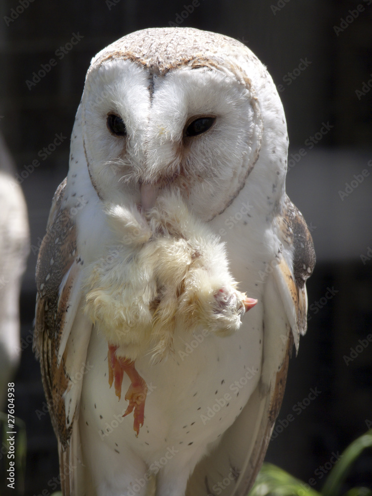 Barn Owl Eating