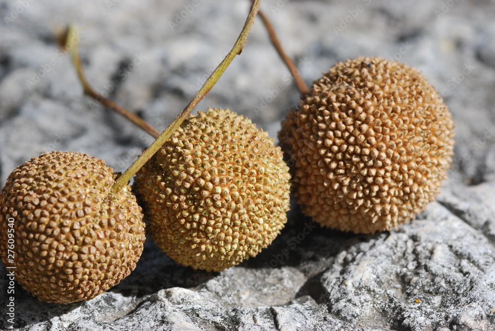 Platanenfrucht (Platanus) Stock-Foto | Adobe Stock