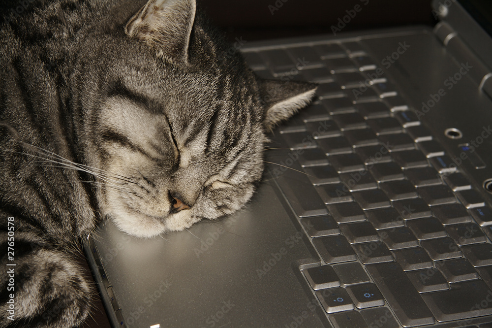 Sleepy Cat Keyboard