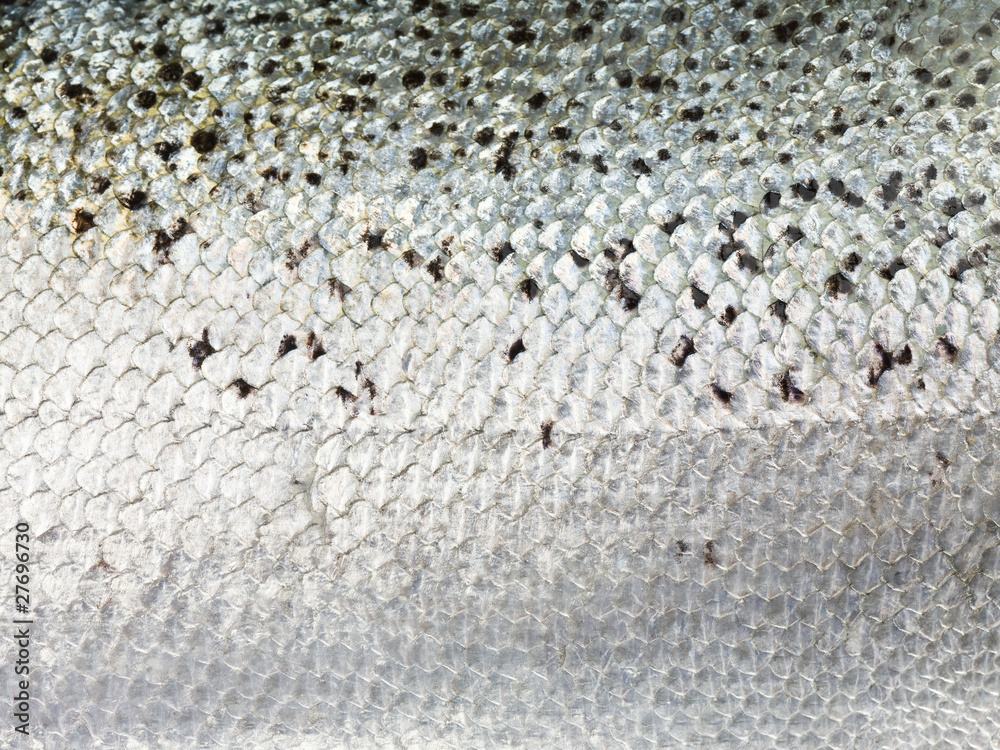 Fischschuppen Beim Menschen