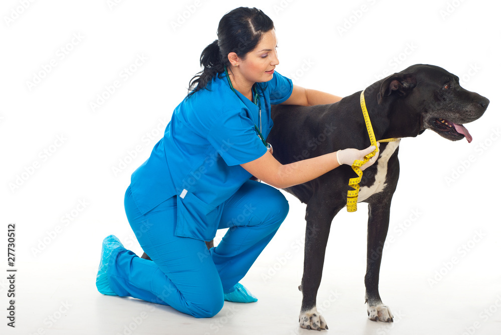 Veterinary measuring dog neck Stock Photo | Adobe Stock
