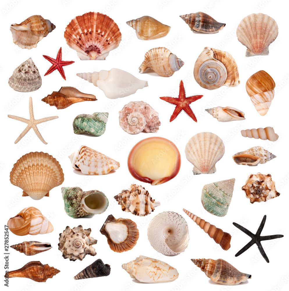 Shells collection Stock Photo | Adobe Stock