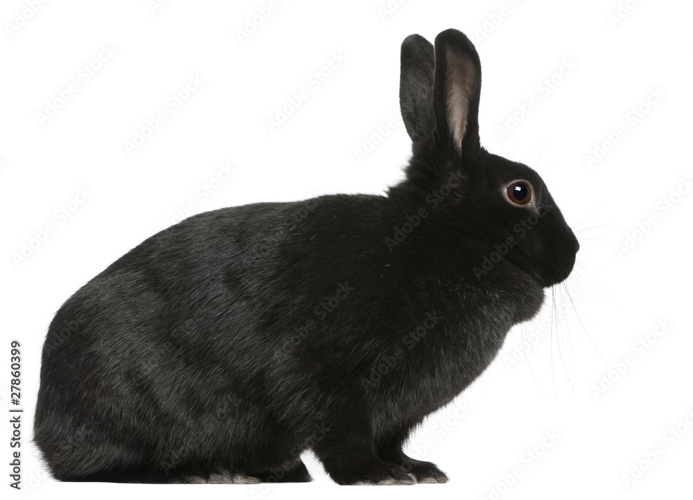 Black Rabbit, 1 year old, sitting in front of white background Stock ...