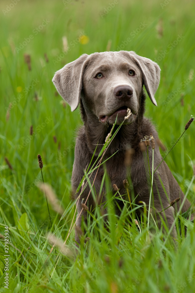 Labrador, silbergrau, Apportierhund, Jagdhund Stock-Foto | Adobe Stock
