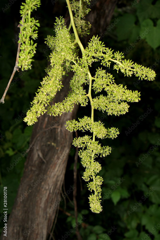 Racimo de uva en flor foto de Stock | Adobe Stock
