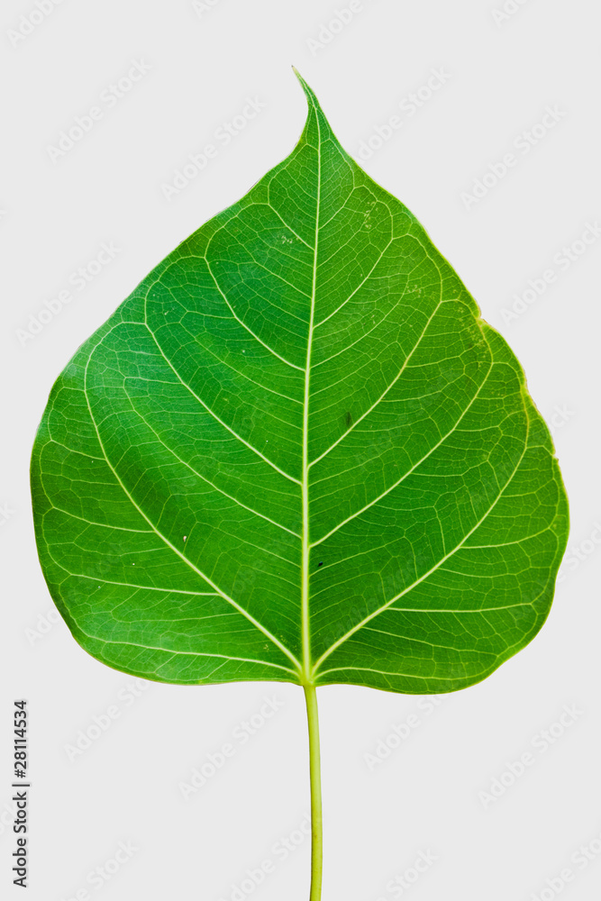 Pipal leaf Stock Photo | Adobe Stock