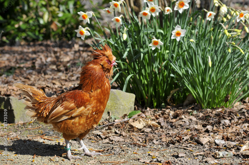 Foto de Coq roux de profil à coté de fleurs de narcisse do Stock ...