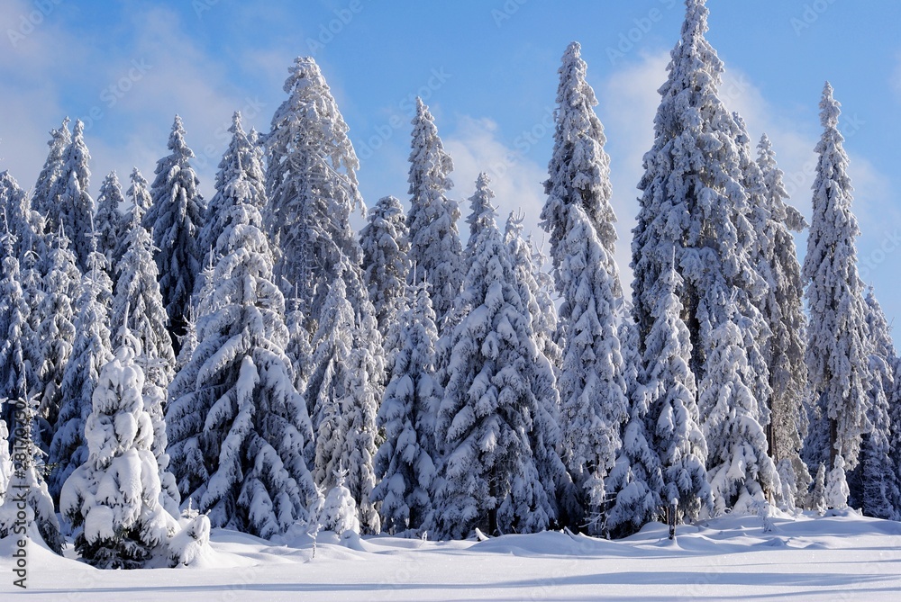 Schnee-Wald Stock-Foto | Adobe Stock