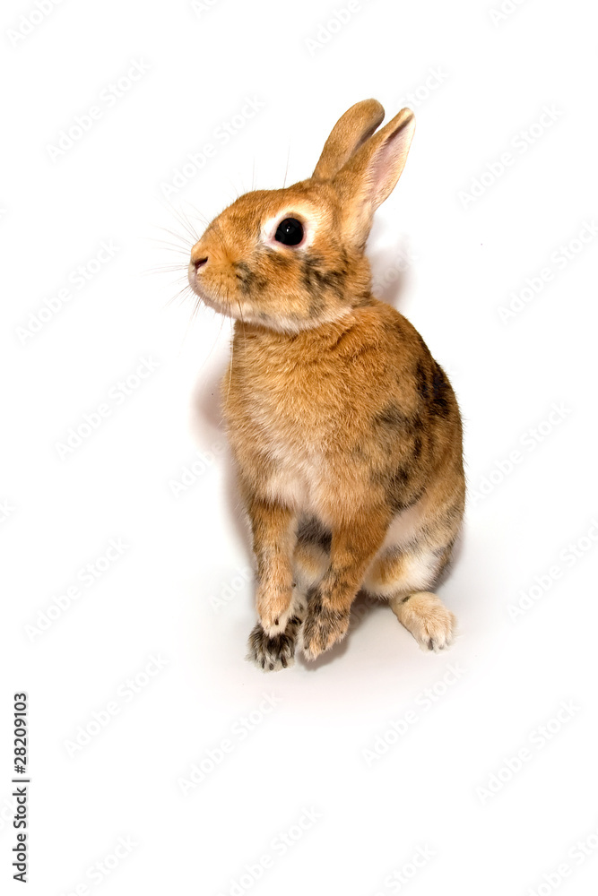 rabbit Stock Photo | Adobe Stock