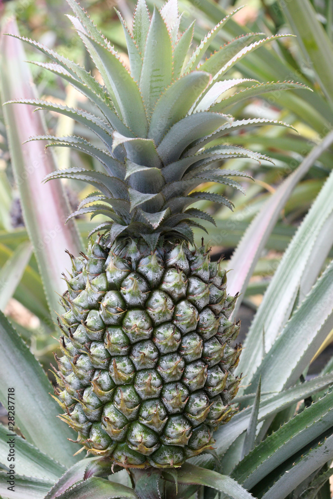 ananas Victoria de la Réunion avec feuilles épineuses Stock Photo ...