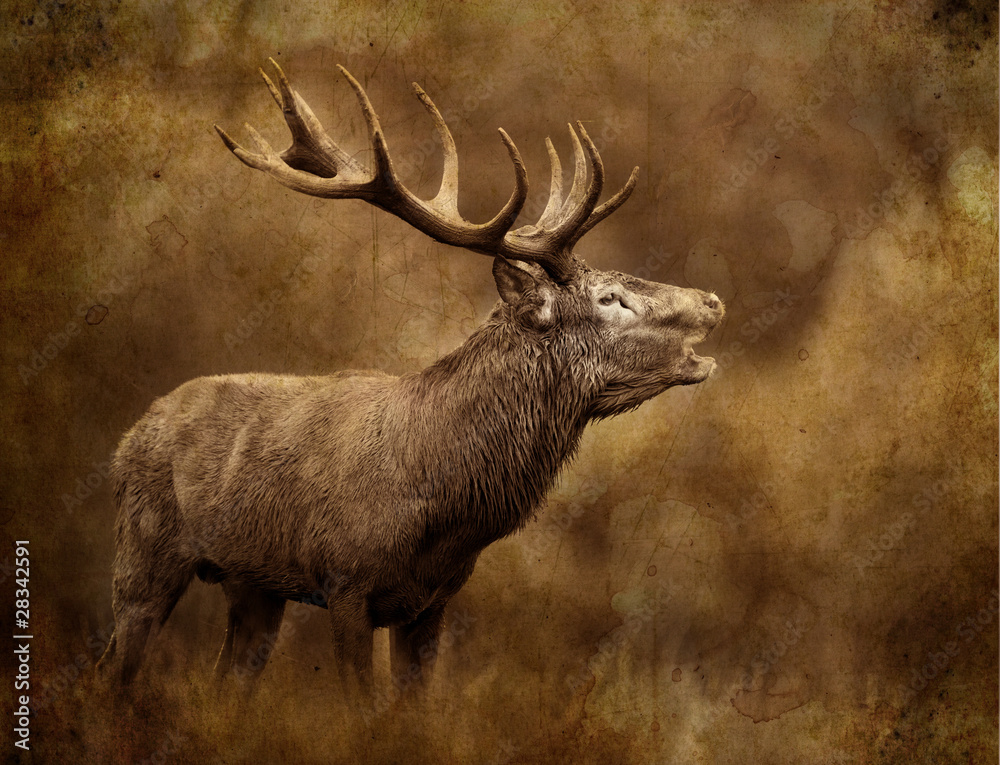 cerf chasse,chasseur,tadition,brame bois cors cervidé mammifèr Stock ...