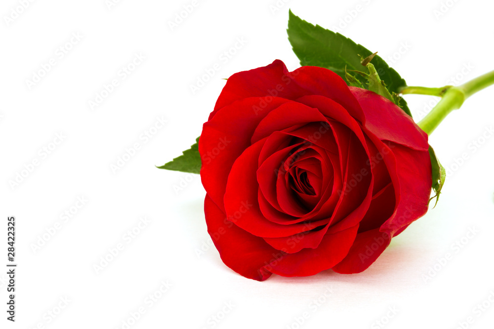 red rose isolated on white background Stock Photo | Adobe Stock