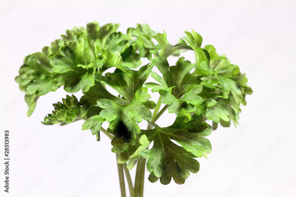 Petersilie Stock Photo | Adobe Stock